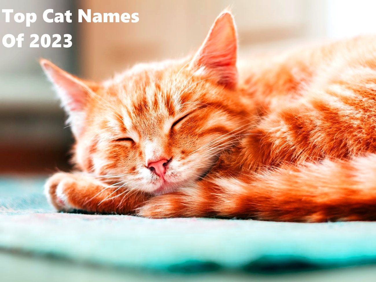 These Are the Best Top Cat Names of 2023 - Petcare Mag