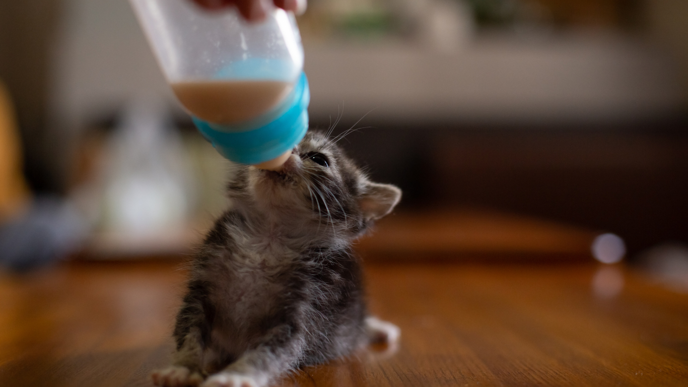 Feeding Kittens: Everything You Need To Know [Ultimate Guide 2023 ...