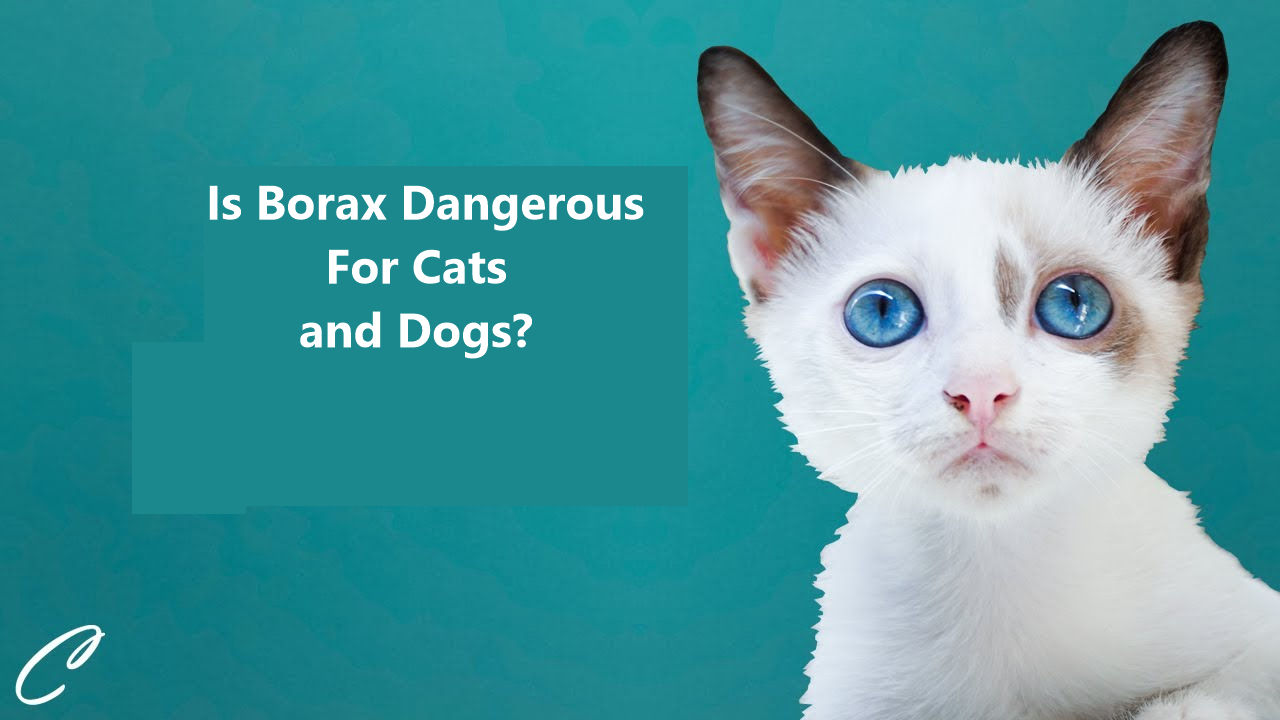 Is Borax Dangerous for Cats and Dogs? - Petcare Mag