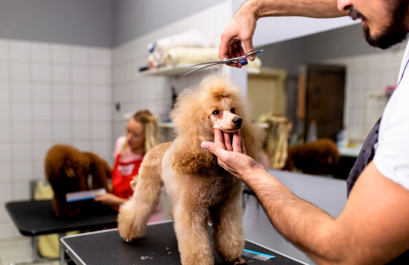 A Guide to Dog Grooming Costs and How Much You Should Tip - Petcare Mag