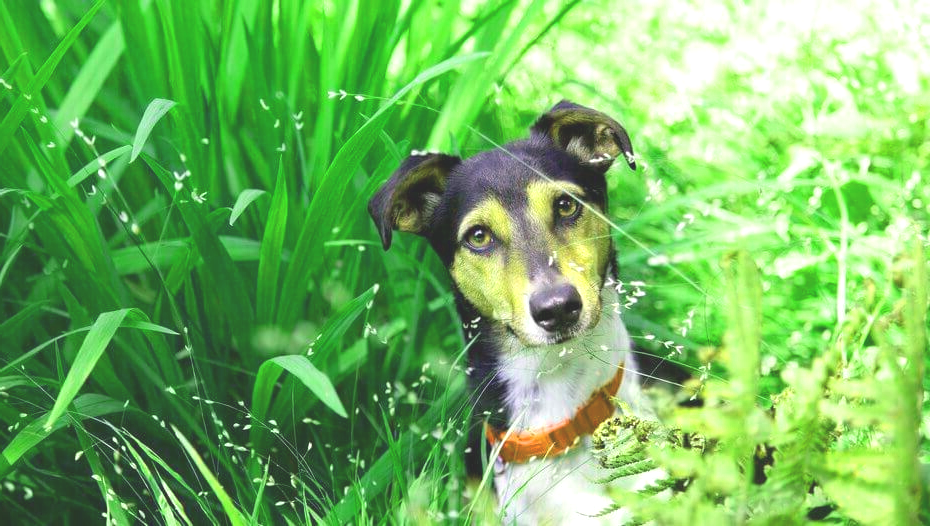 The Science Behind Why Dogs Eat Grass: What You Need to Know - Petcare Mag