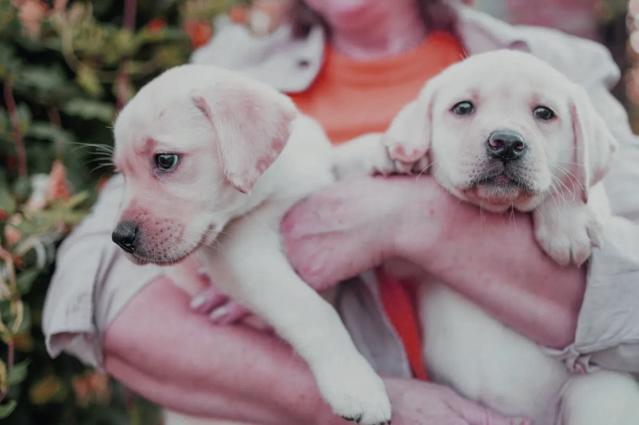 Small vs. Large Dog Breeds: Pros and Cons for First-Time Owners ...