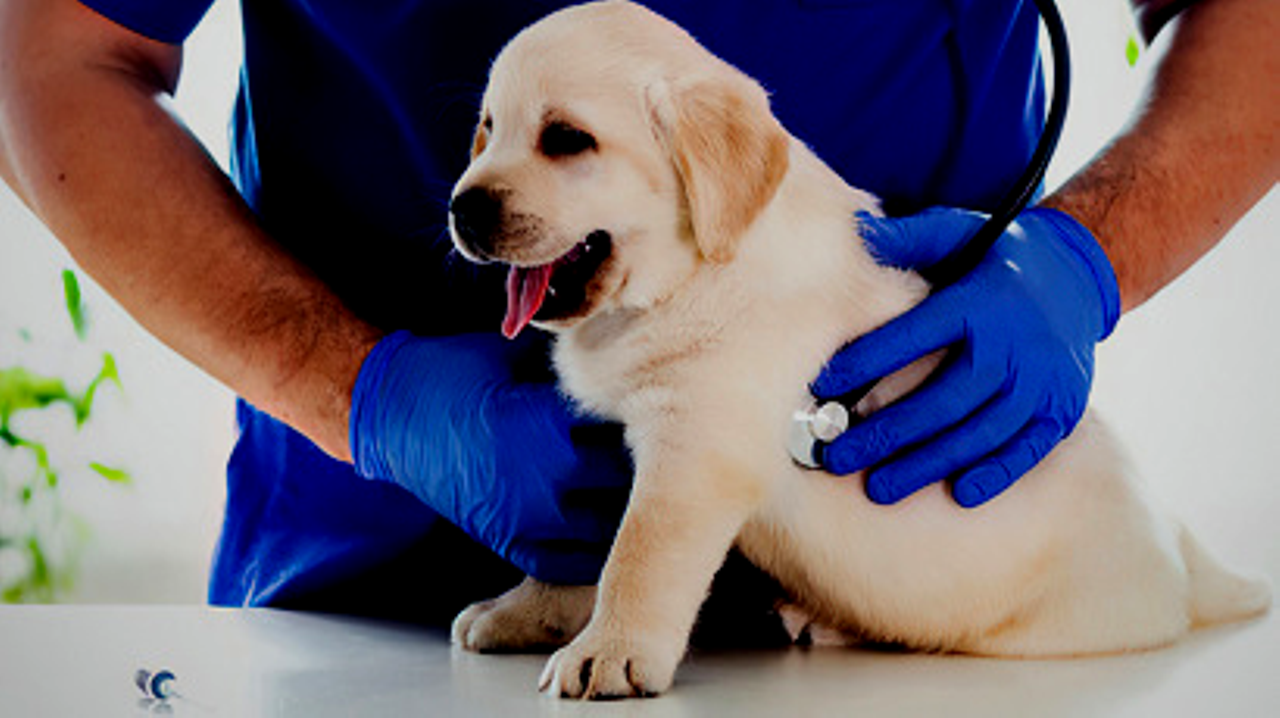 Understanding Breed-Specific Health Issues - Petcare Mag