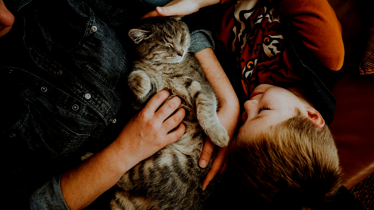 Choosing the Right Cat Breed for Your Lifestyle - Petcare Mag